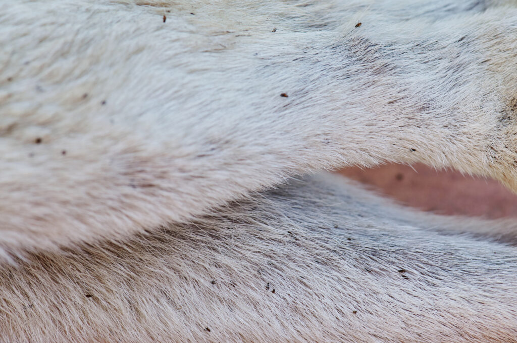 Fleas - Hoffman's Exterminating | South Jersey, PA, DE, & MD