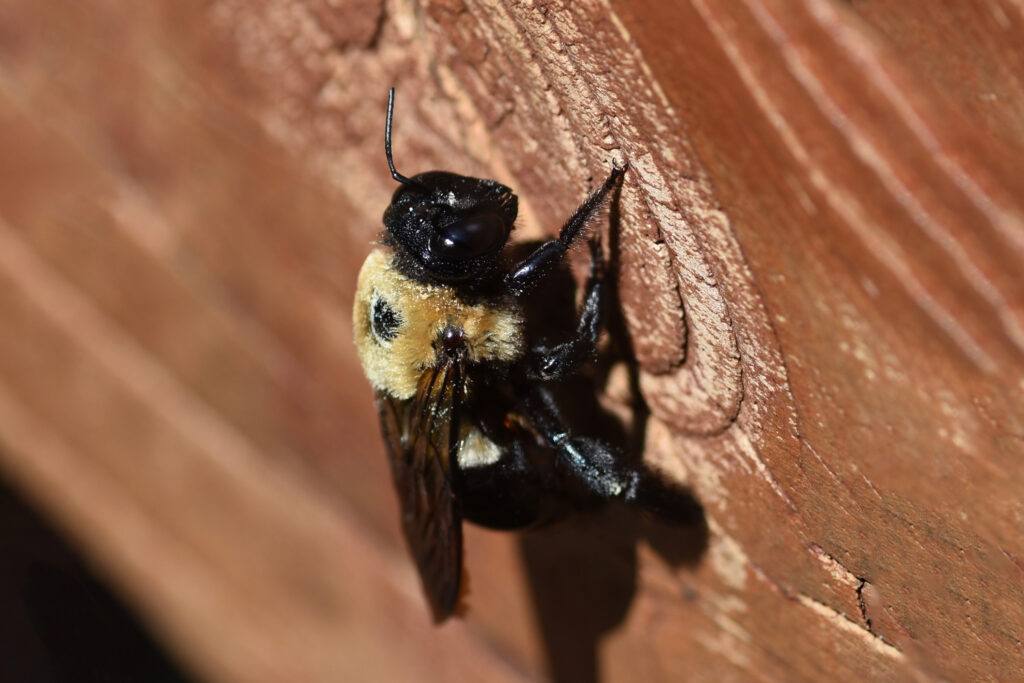 Carpenter Bees - Hoffman's Exterminating | South Jersey, PA, DE, & MD