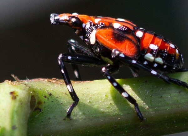 Bugs & Pests - Hoffman's Exterminating | South Jersey, PA, DE, & MD