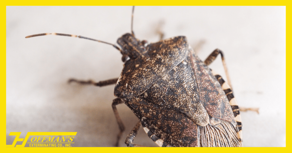 Stink Bugs - Hoffman's Exterminating | South Jersey, PA, DE, & MD