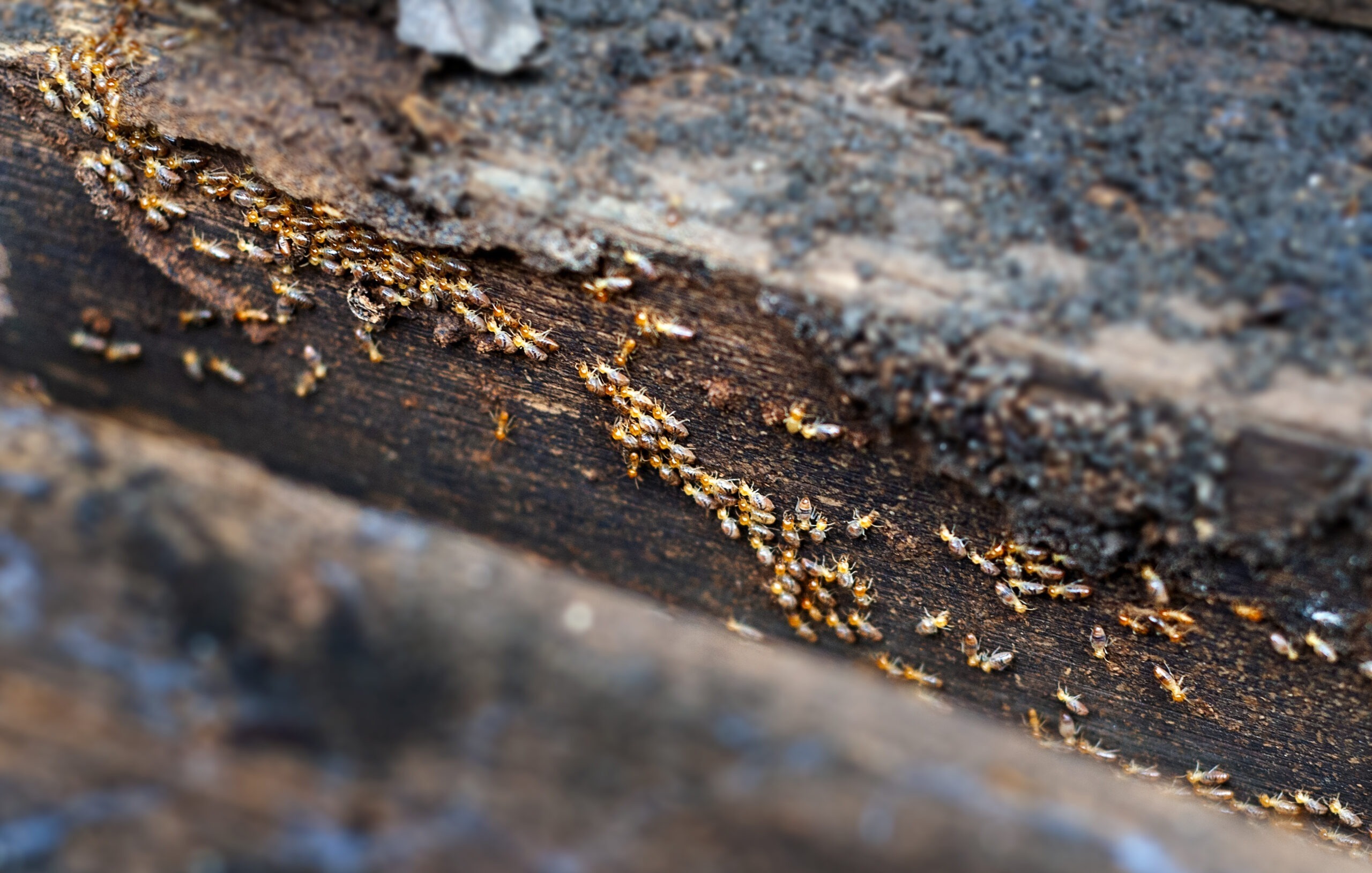 Winter Weather Leaves Homes Susceptible to Termite Infestations ...