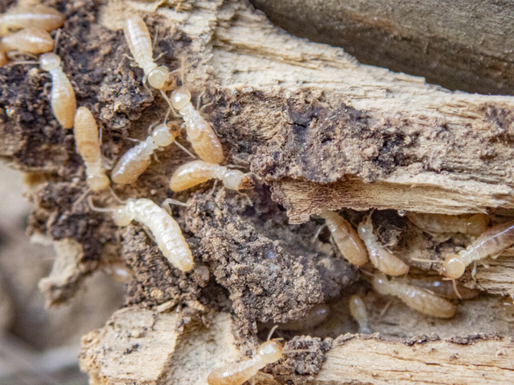 Three Ways Homeowners Are Inviting Termites Into Their Home - Hoffman's ...