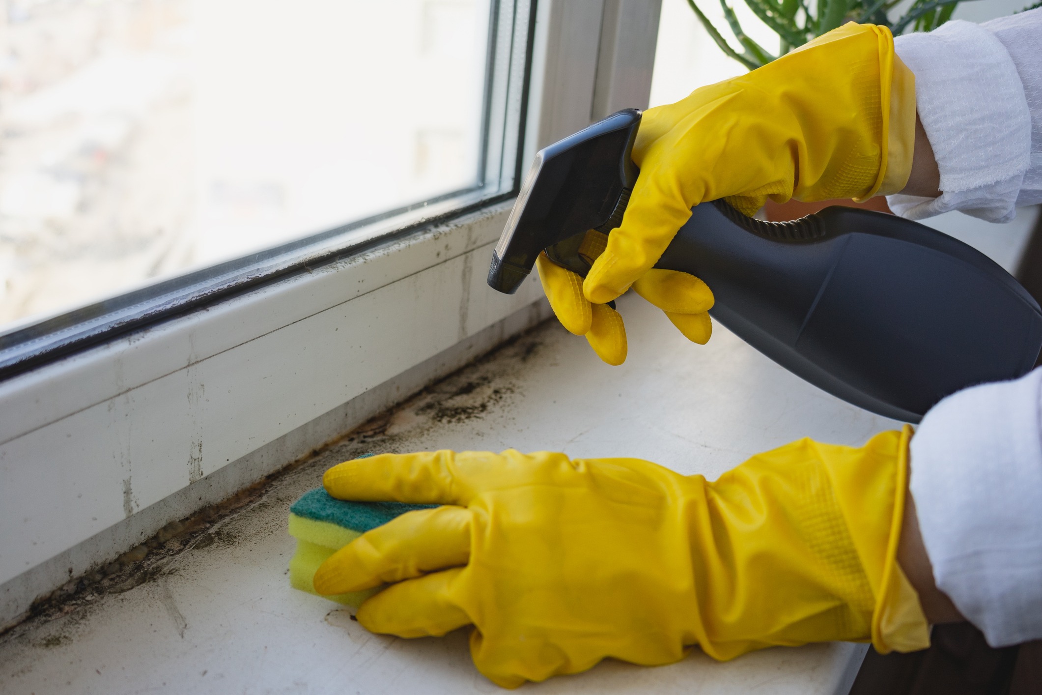 Make Pest-Proofing a Necessity During Spring Cleaning Routines ...