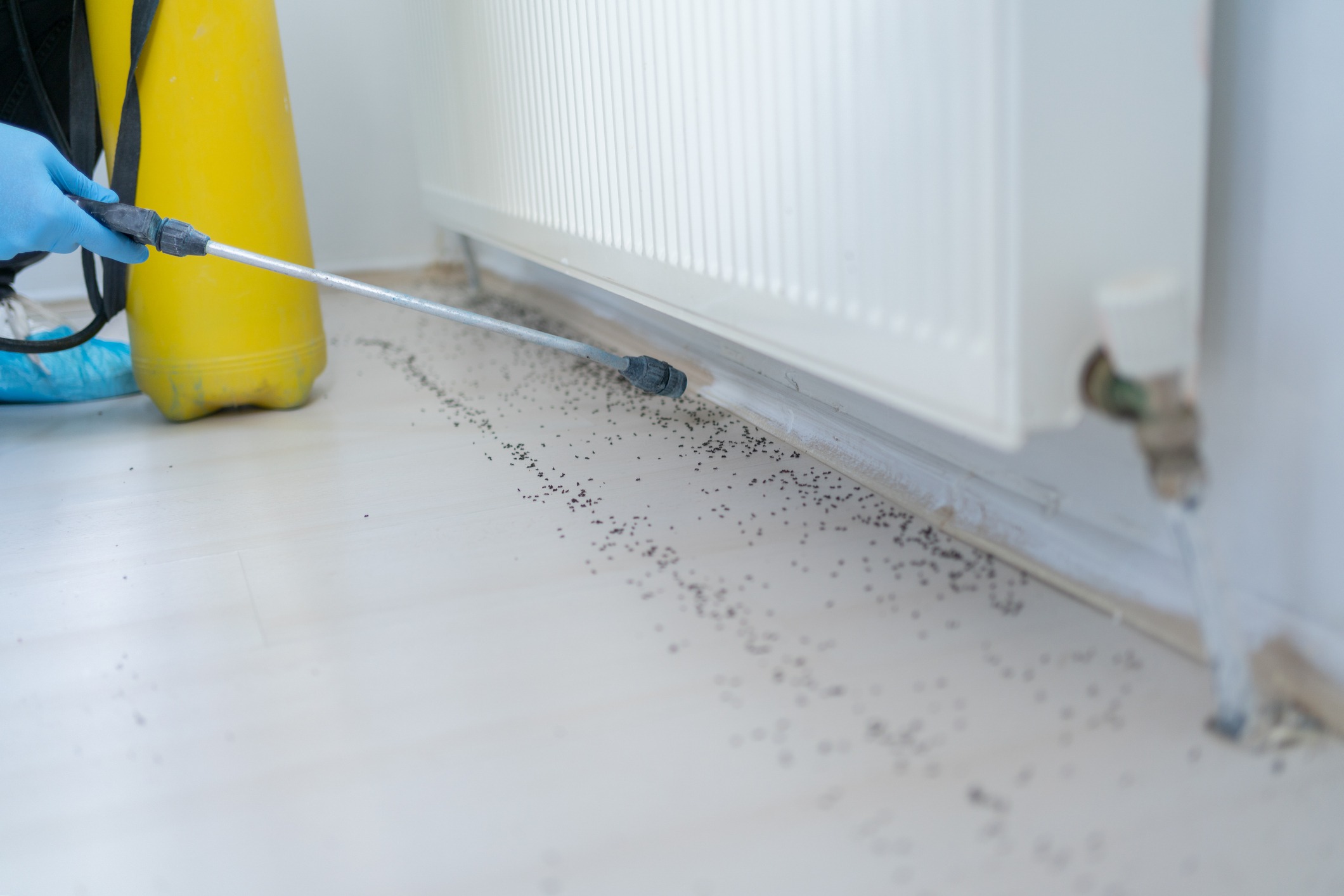 Exterminators in Medford, NJ - Hoffman's Exterminating | South Jersey ...