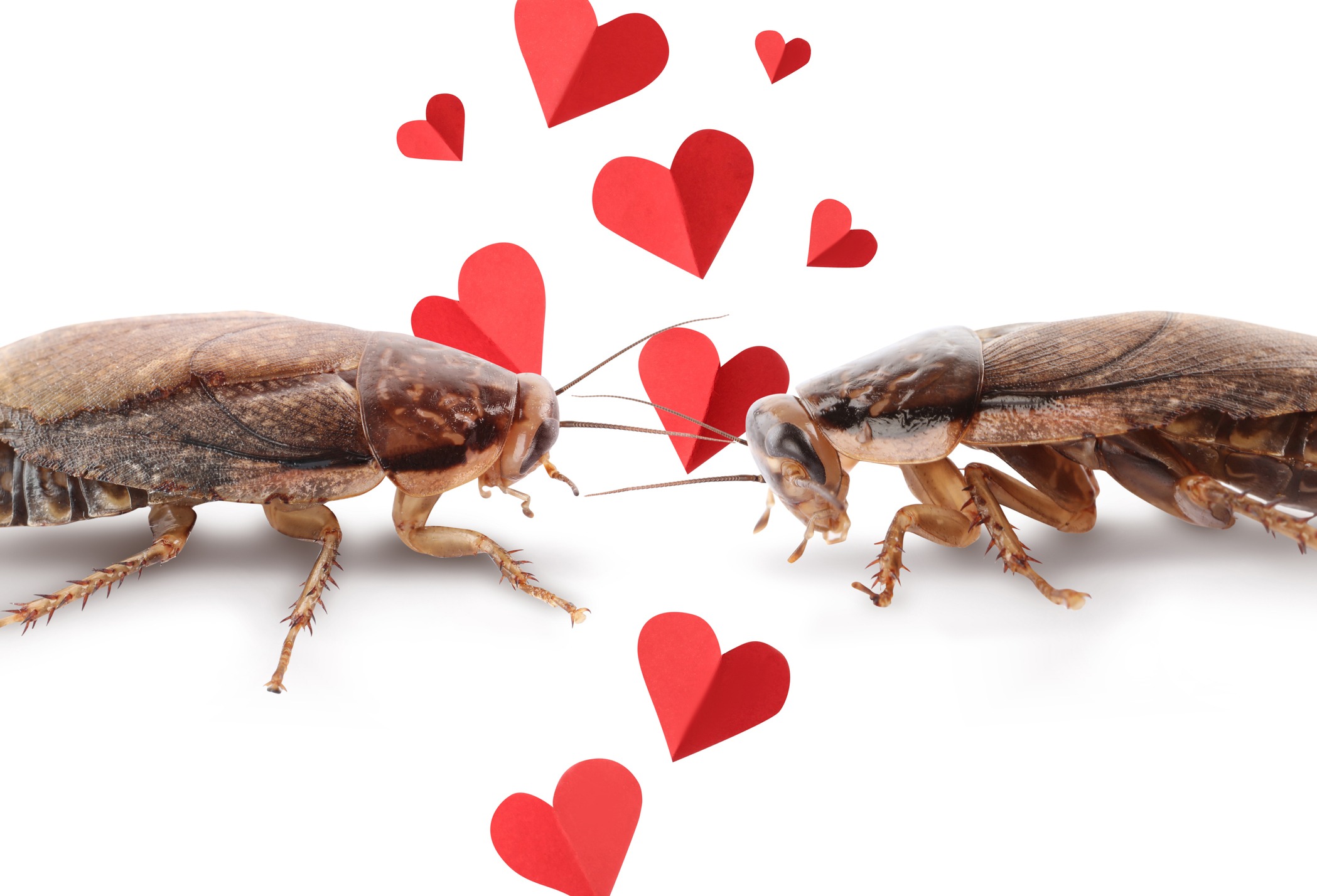Spreading the Love: How Pests Show Their Affection - Hoffman's ...
