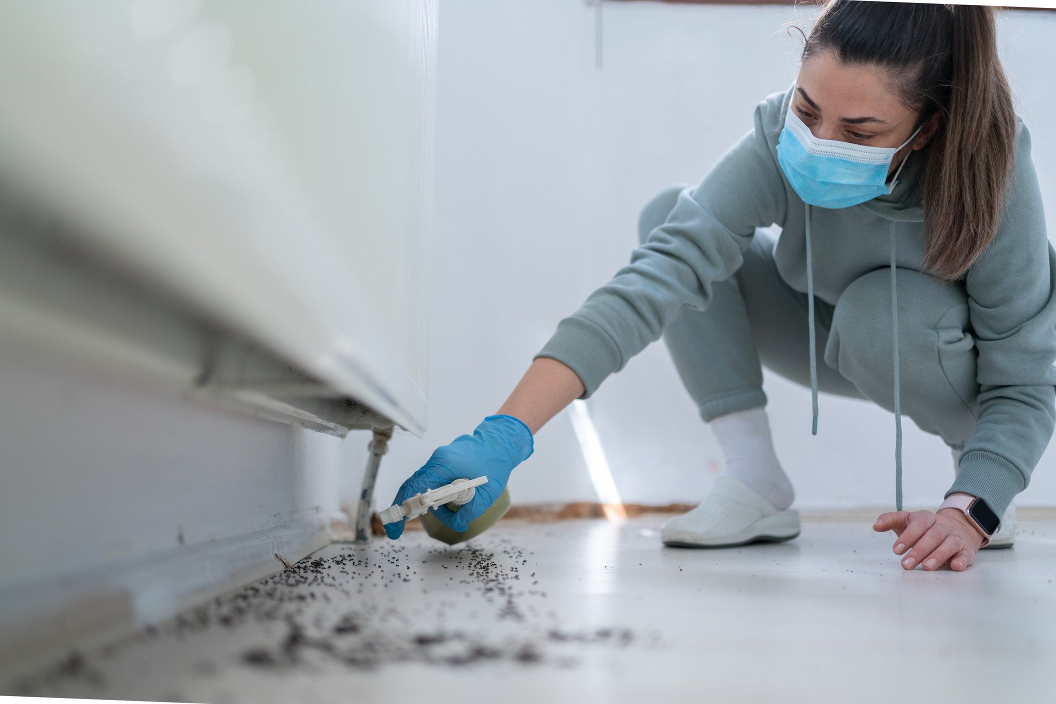 Spring Cleaning Season Helps Keep Home Pest-Free - Hoffman's ...