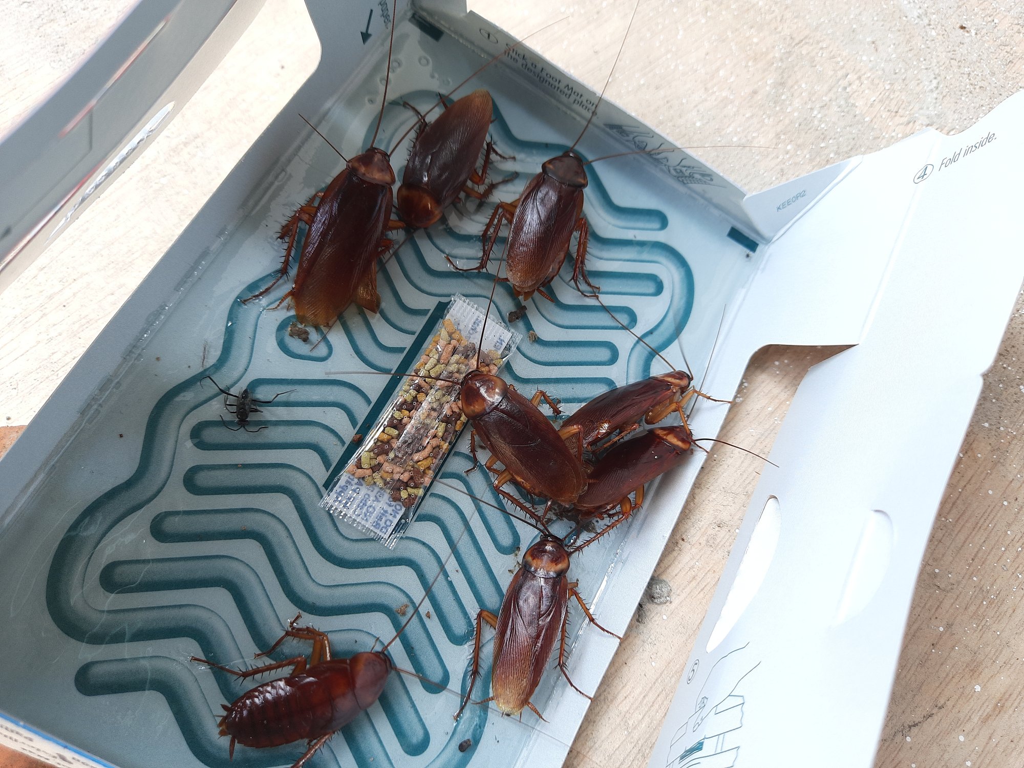 Study Confirms Pros Beat DIY Cockroach Treatments - Hoffman's ...