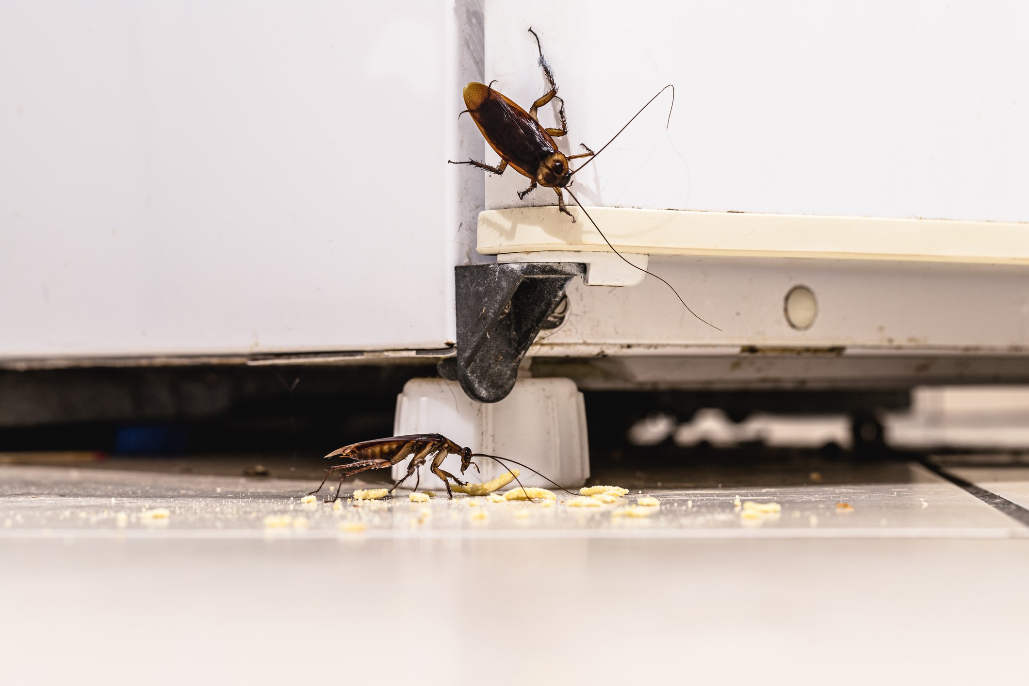 Cockroaches Are Built to Survive: Proactive Pest Control Is Essential ...