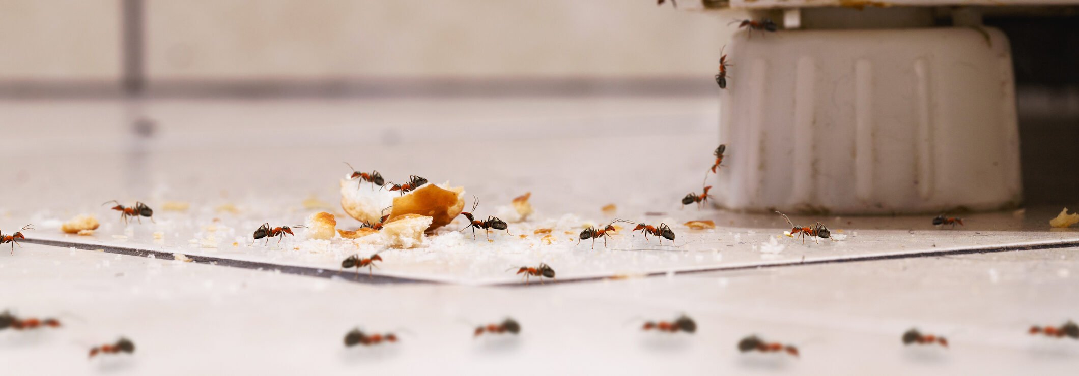 Exterminators in Ocean City, NJ - Hoffman's Exterminating | South ...