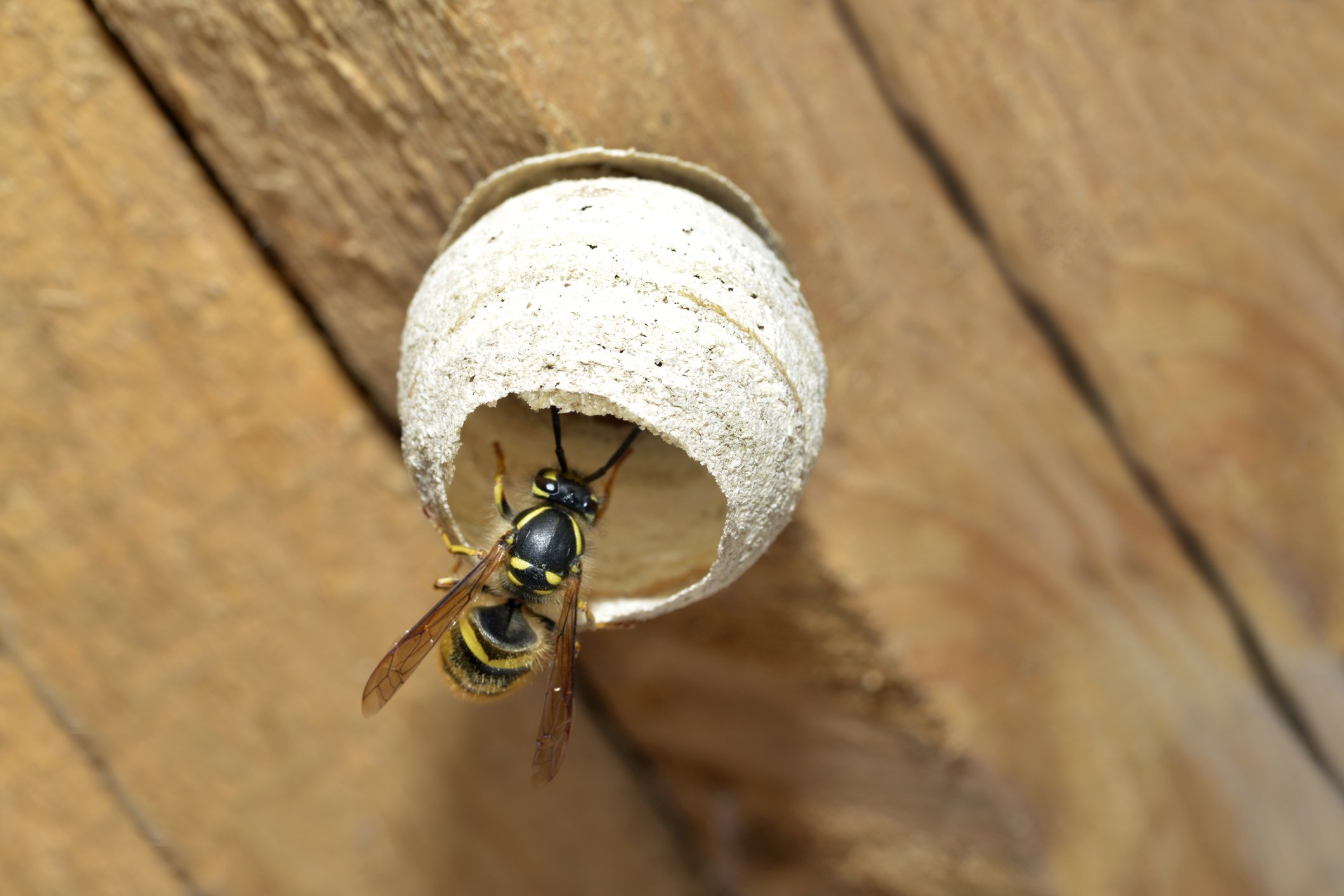 Stay Alert For Stinging Insects This Summer - Hoffman's Exterminating ...