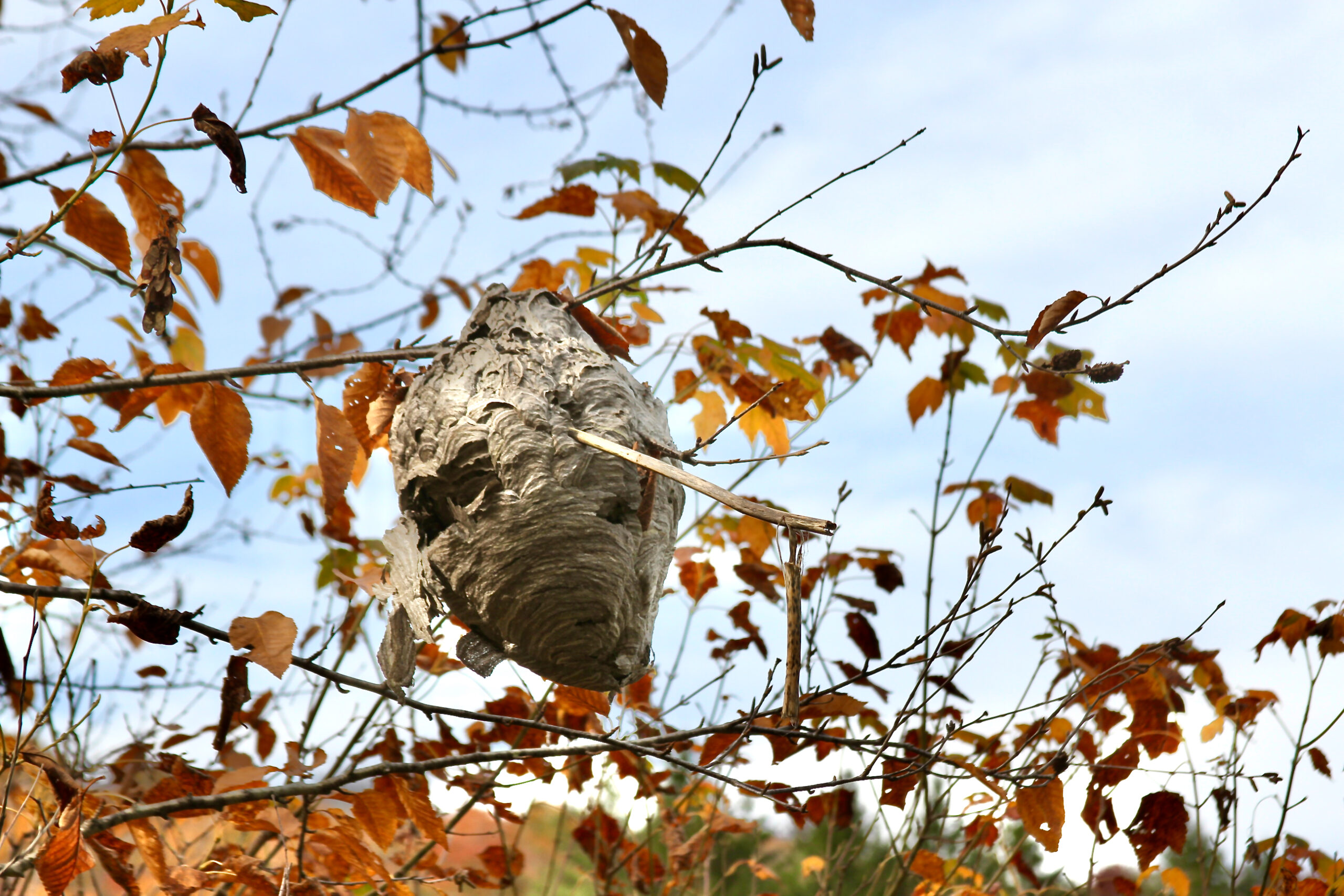 Minimize the Increased Threat of Stinging Insects This Fall - Hoffman's ...