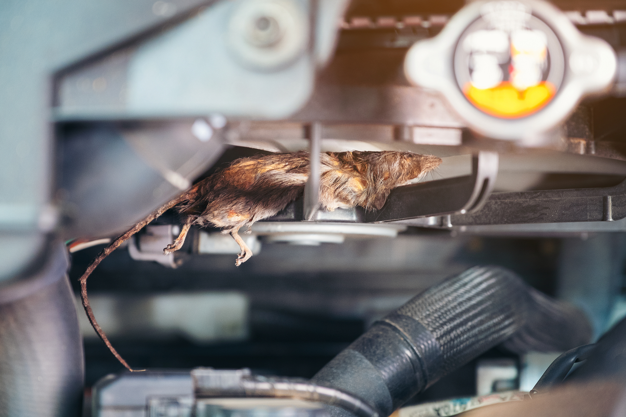 Car Troubles? Rodents Could Be the Culprit. - Hoffman's Exterminating ...